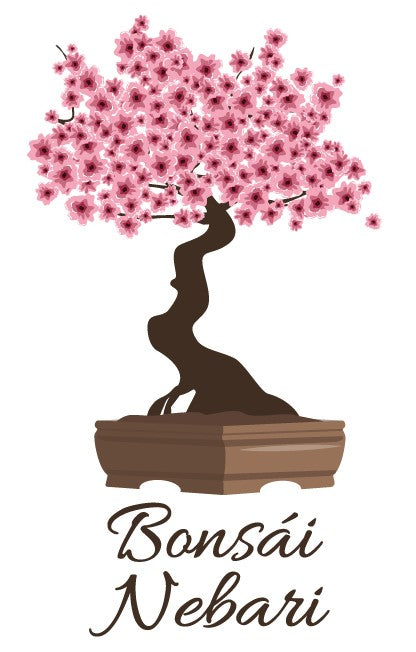 Nuevas macetas – bonsai nebari